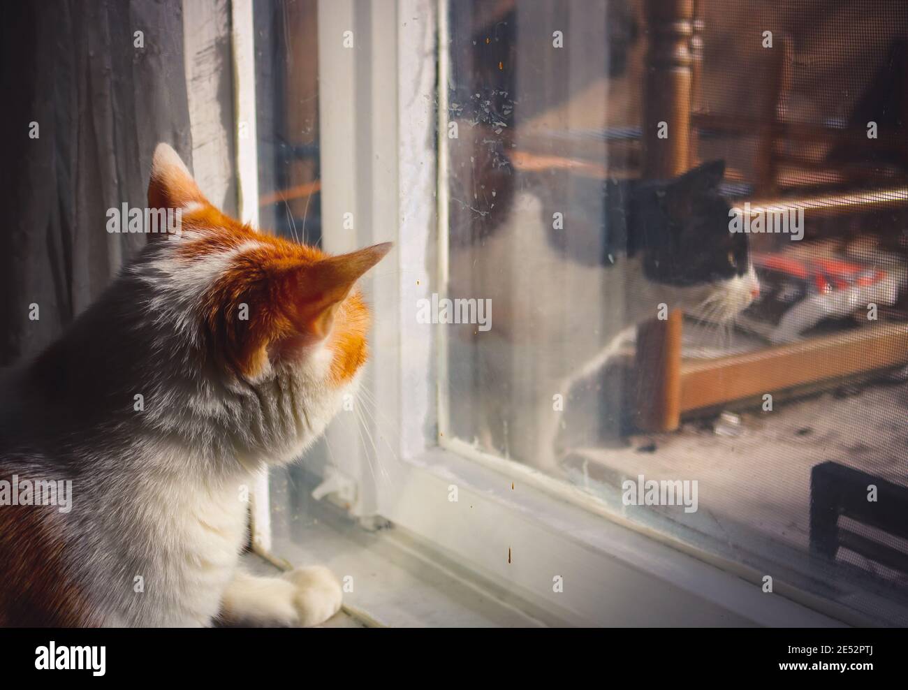 A cat watching a cat through the window Stock Photo - Alamy