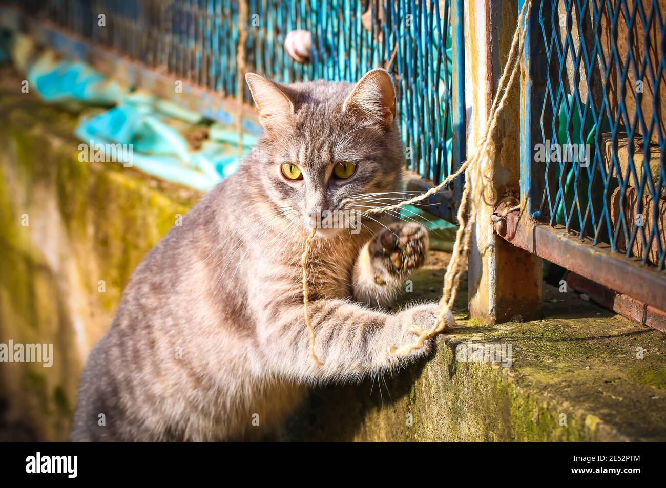 Kittty hi-res stock photography and images - Alamy