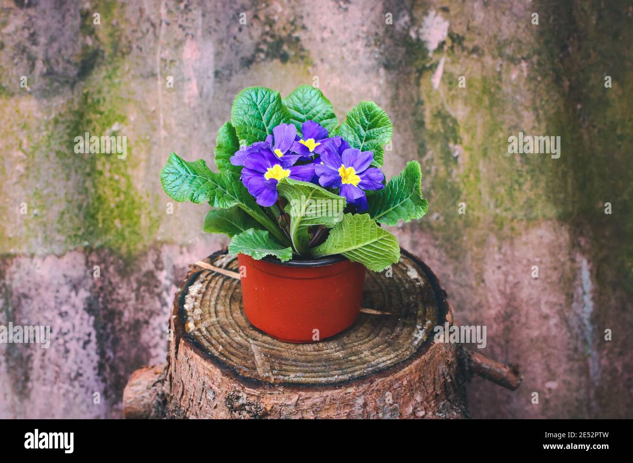 Purple tree hi-res stock photography and images - Alamy