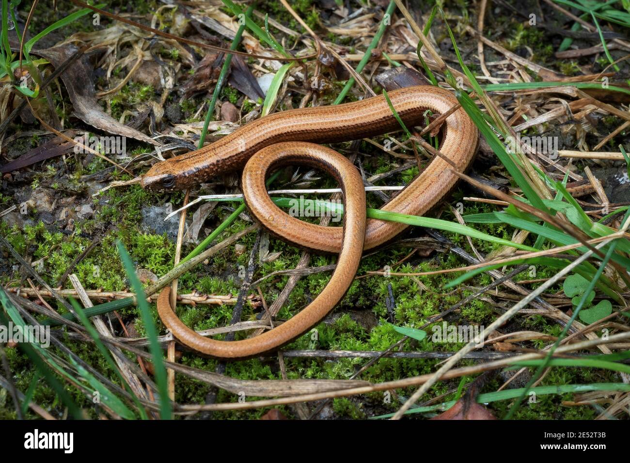 The deaf adder or slowworm or blindworm (Angius fragilis) , photo Stock ...
