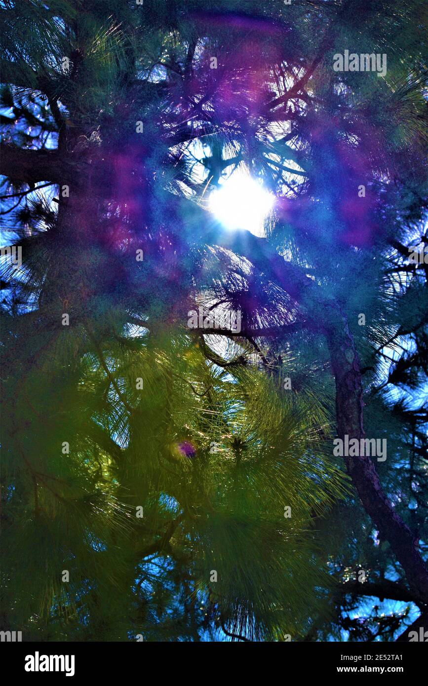 Sun through pines hi-res stock photography and images - Alamy
