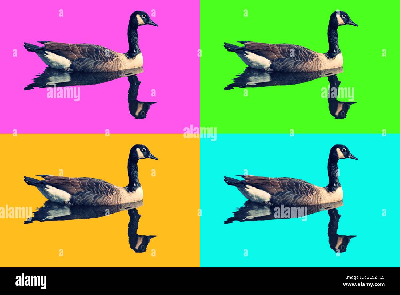 Andy Warhol like a photo, with photo of Canadian Geese floating in ...