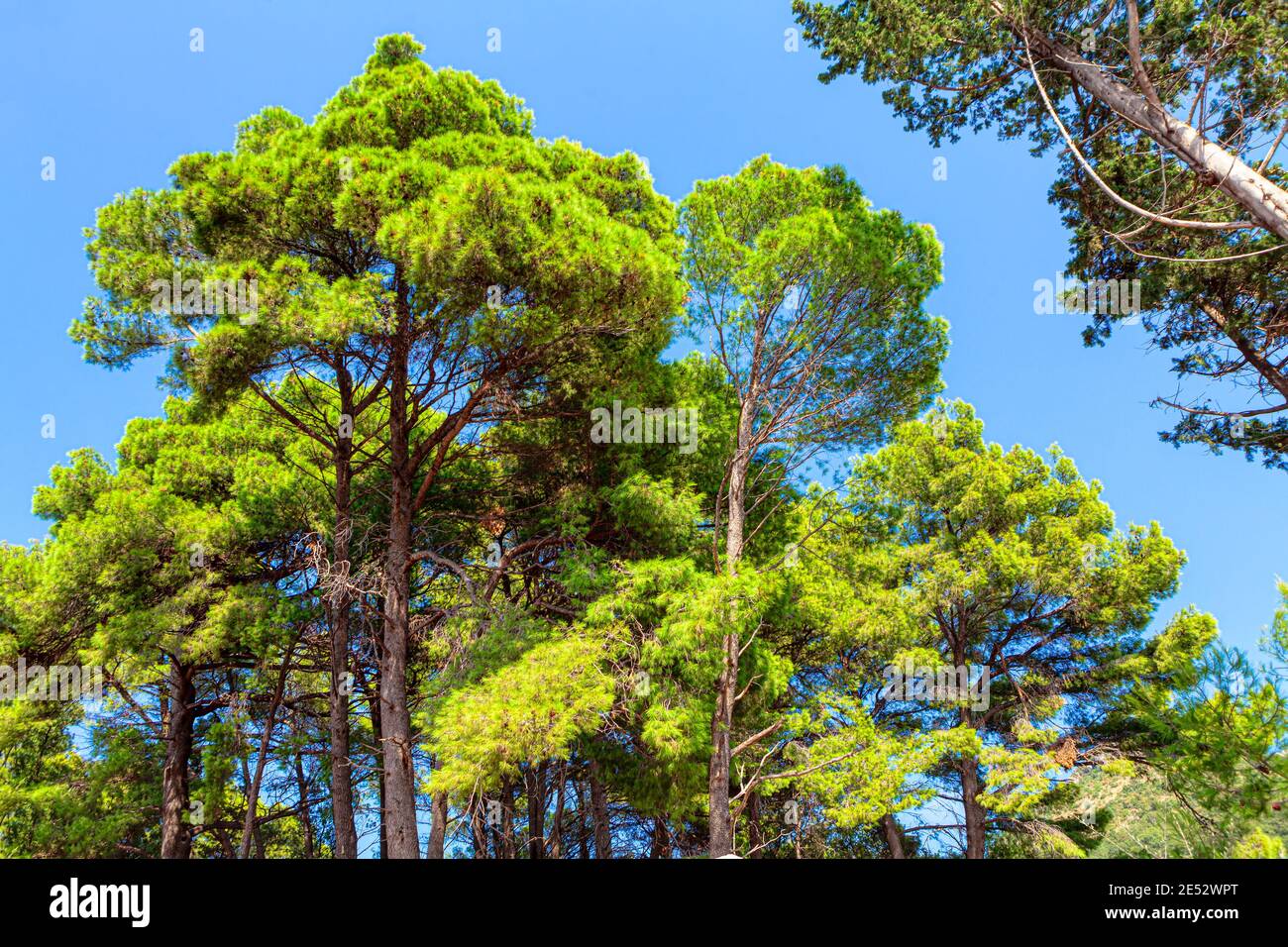 Pine trees venezuela hi-res stock photography and images - Alamy