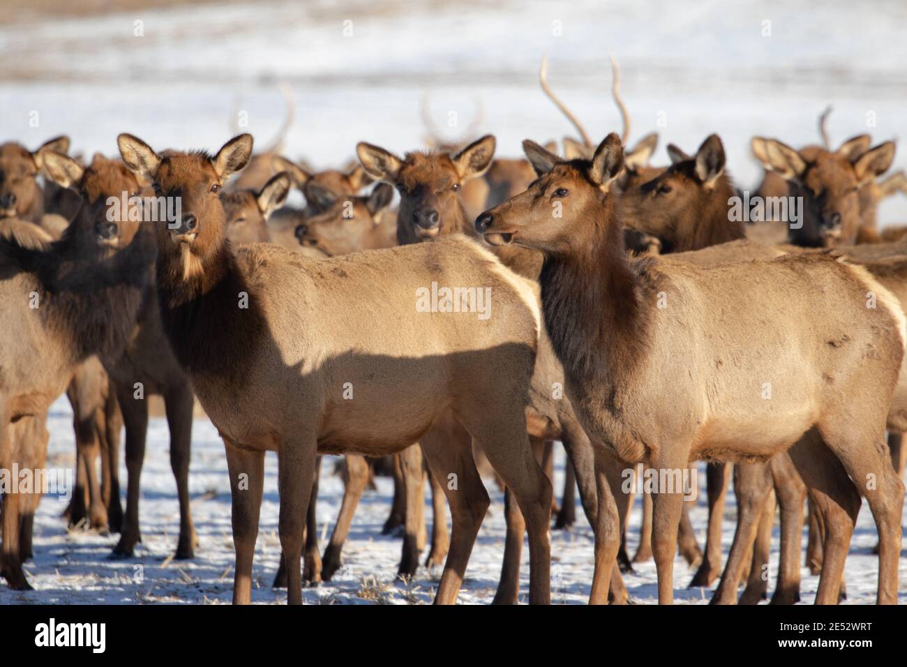 Elk in Bozeman, MT Stock Photo - Alamy