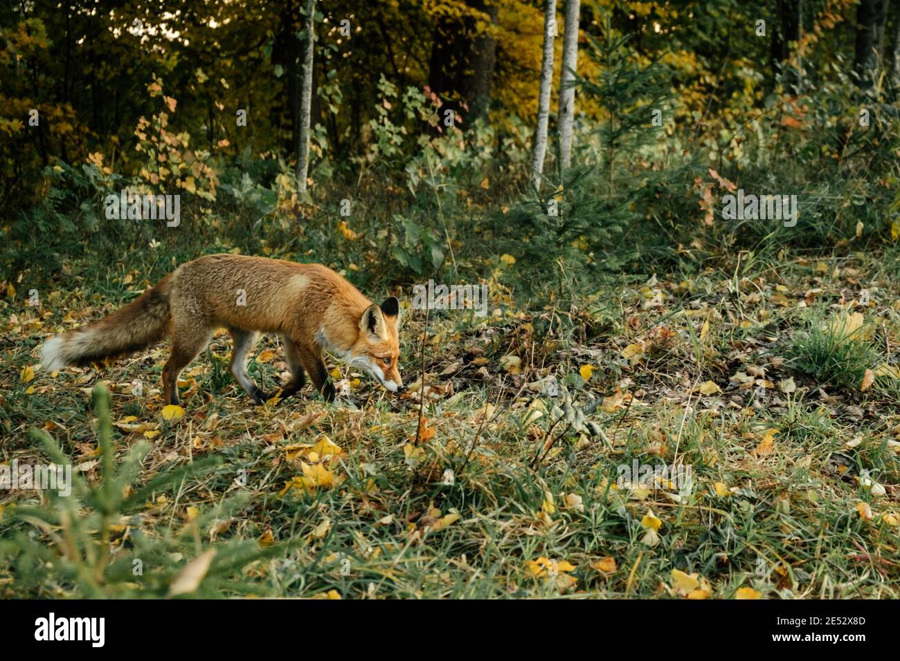 Wild red fox in the forest in the evening. Animal in nature habitat, in ...