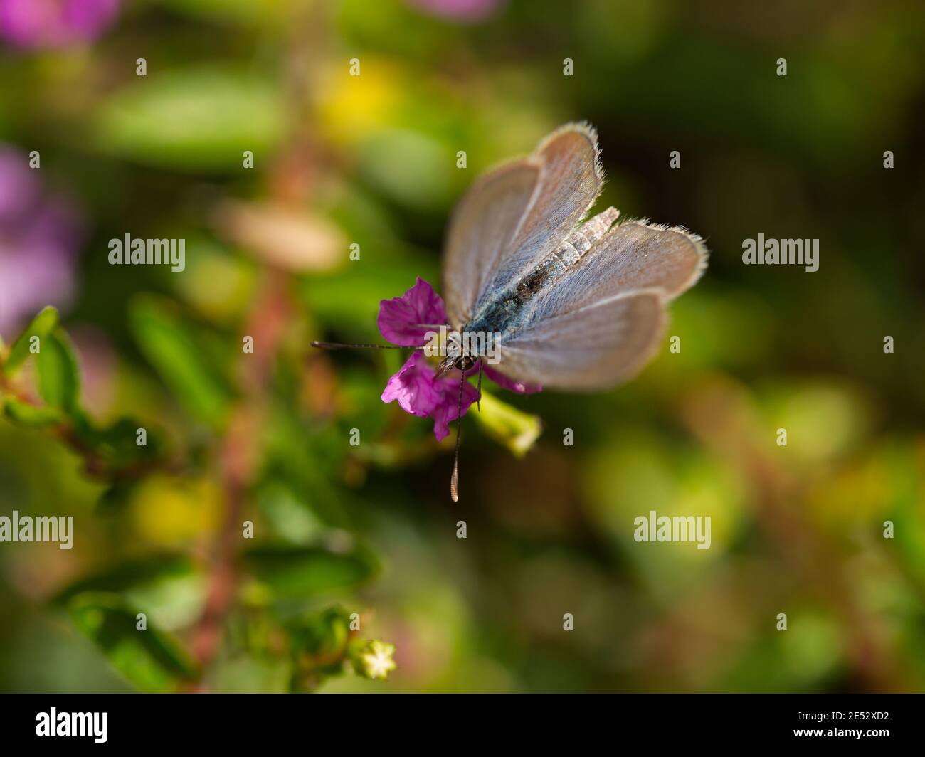 common grass blue butterfly (Zizina labradus Stock Photo - Alamy