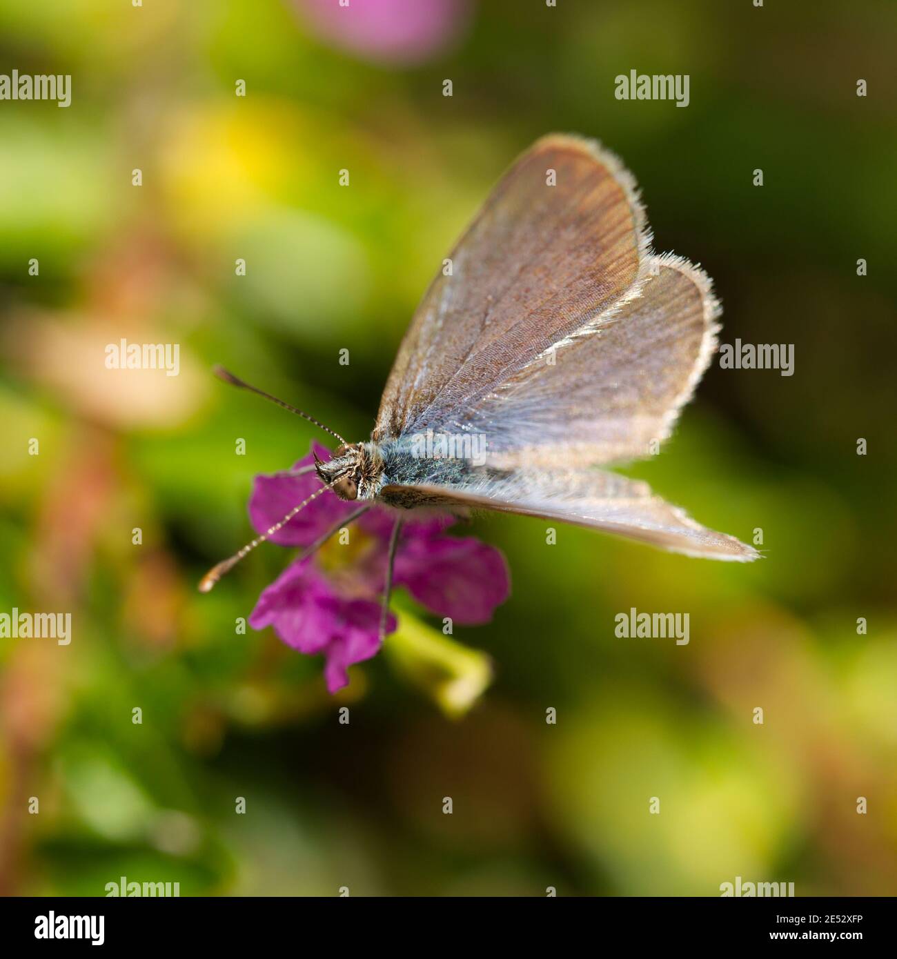 common grass blue butterfly (Zizina labradus Stock Photo - Alamy