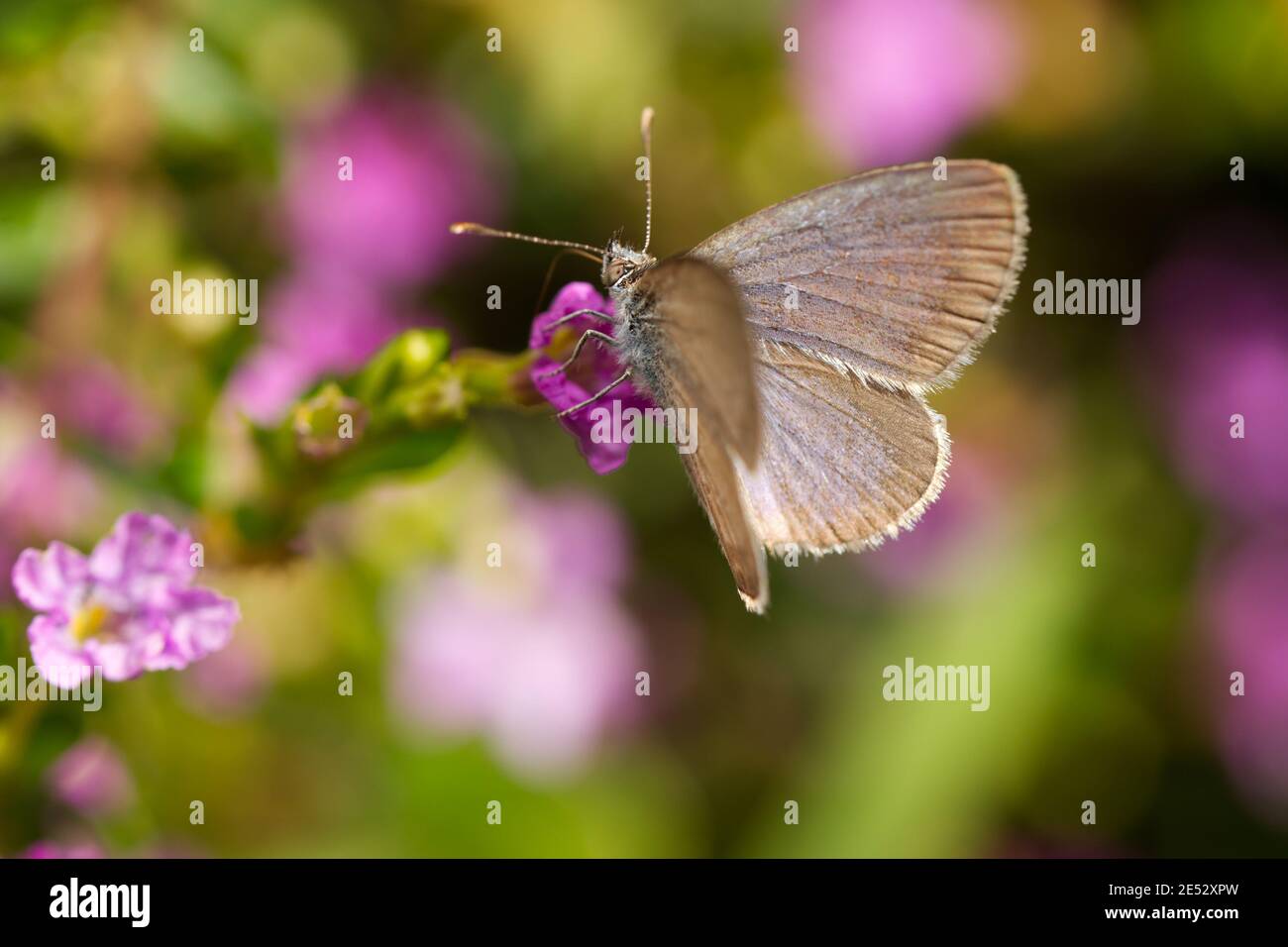 common grass blue butterfly (Zizina labradus Stock Photo - Alamy