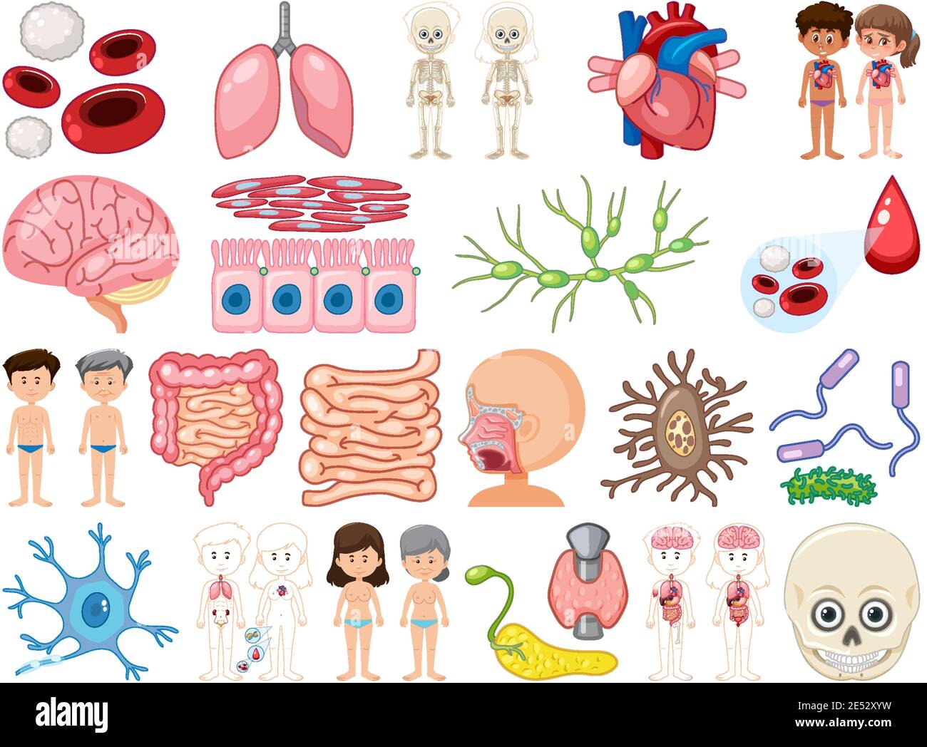 Set of human inner organs isolated on white background illustration ...