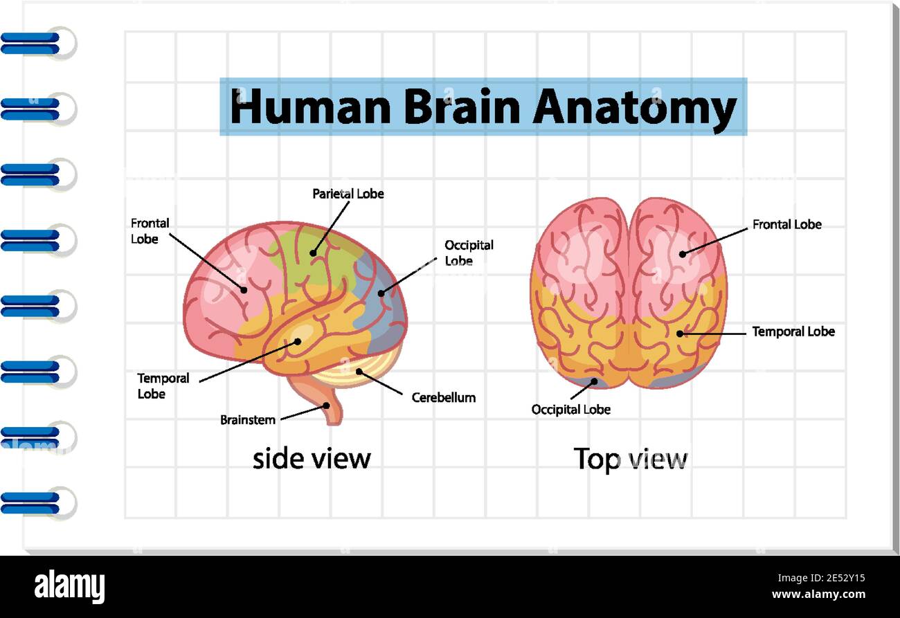Information poster of human brain diagram illustration Stock Vector ...