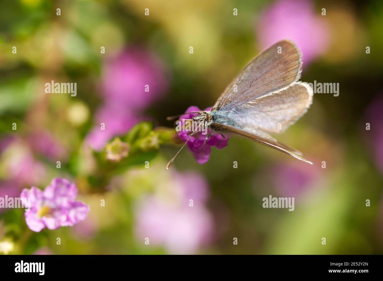 common grass blue butterfly (Zizina labradus Stock Photo - Alamy