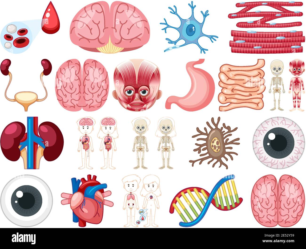 Set of human inner organs isolated on white background illustration ...