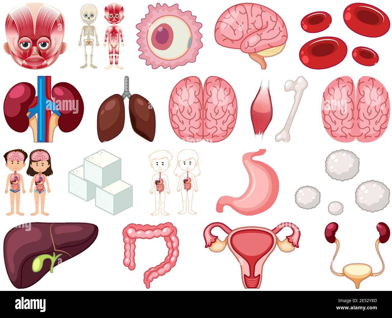 Set of human inner organs isolated on white background illustration ...