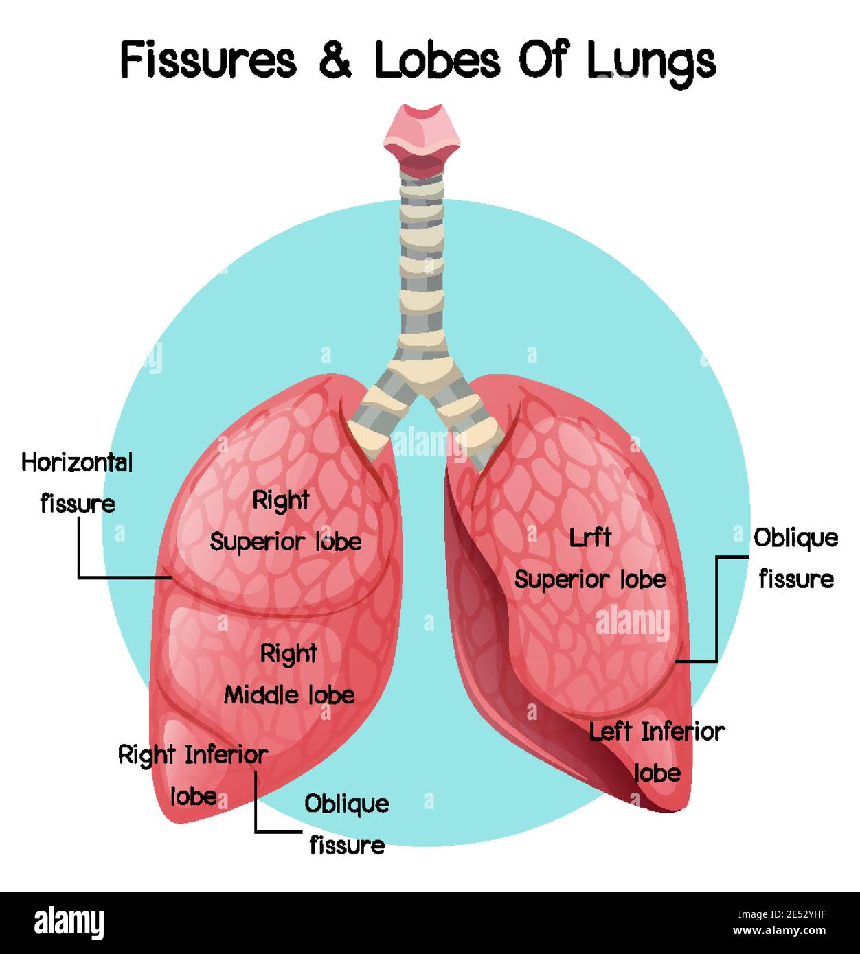Fissures and lobes of lungs illustration Stock Vector Image & Art - Alamy