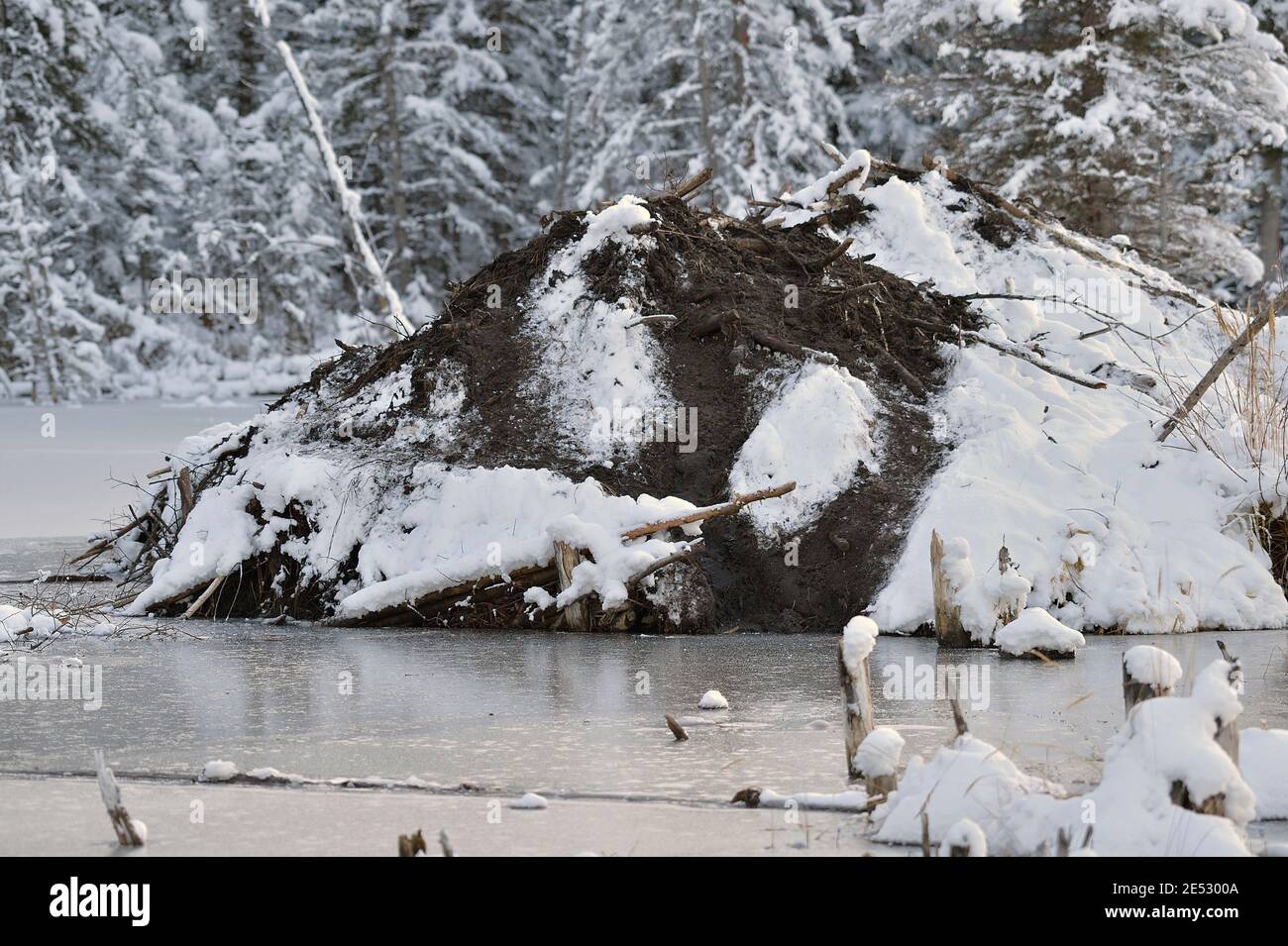 Beaver in snow hi-res stock photography and images - Alamy