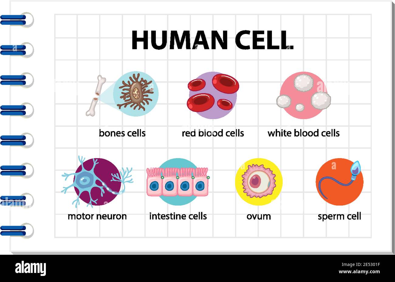 Diagram of human cell for education illustration Stock Vector Image ...