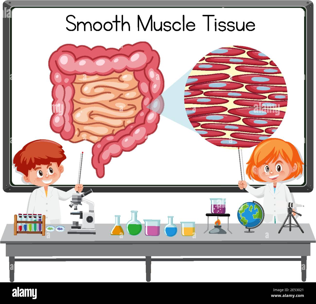 Smooth muscle tissue hi-res stock photography and images - Alamy