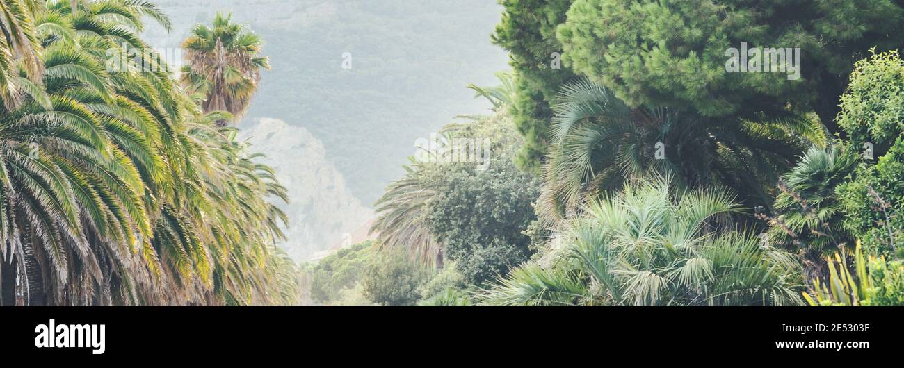 Top of huge green palm trees on pedestrian alley in seaside, Adriatic ...