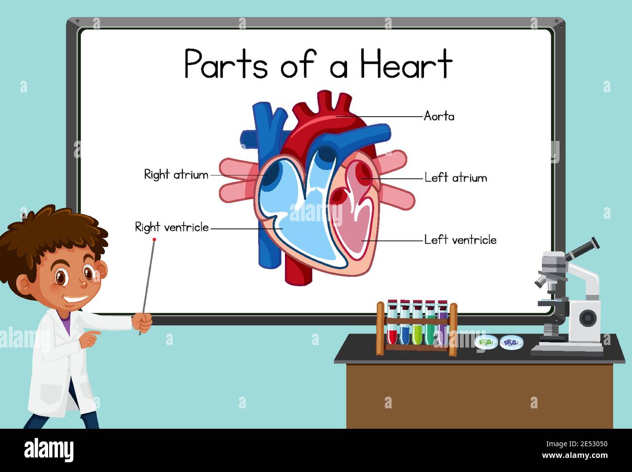 Young scientist explaining parts of a heart in front of a board in ...