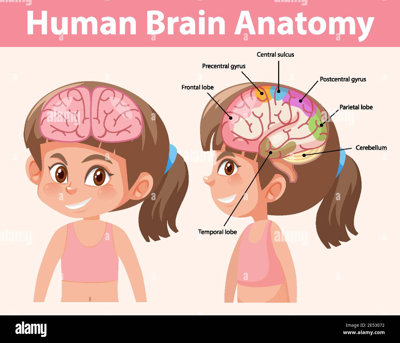 Information poster of human brain diagram illustration Stock Vector ...