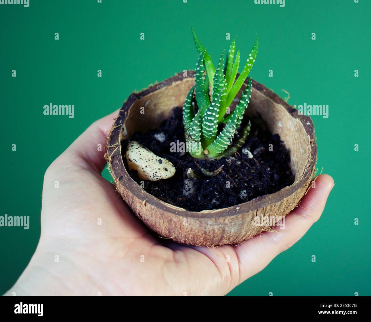 Small succulent growning in a coconut shell Stock Photo - Alamy