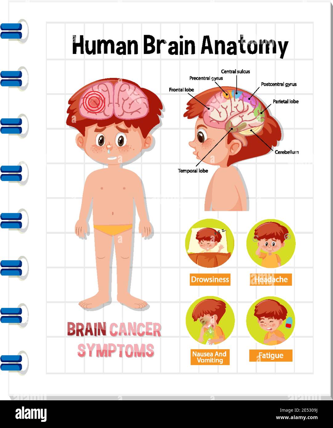 Information poster of human brain diagram illustration Stock Vector ...