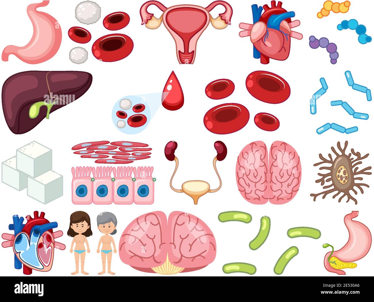 Set of human inner organs isolated on white background illustration ...
