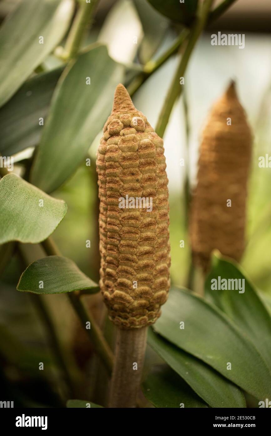 Florida cycad zamia integrifolia leaf hi-res stock photography and ...