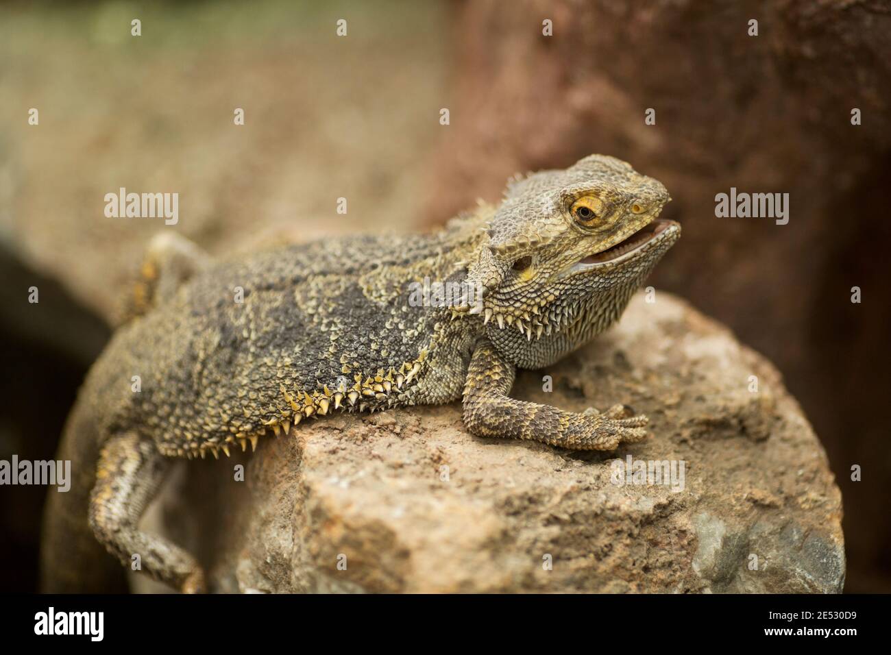 The central bearded dragon (Pogona vitticeps), also known as the inland ...