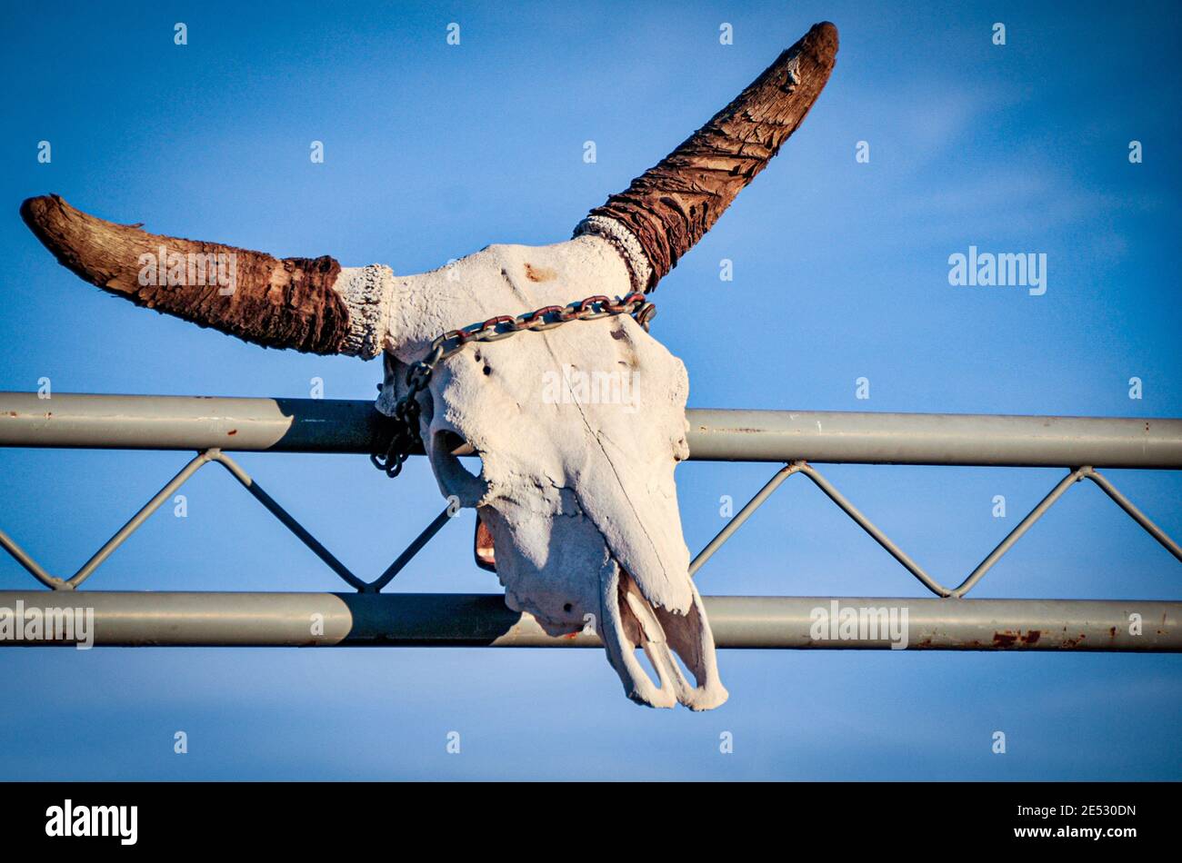 Bull skull hi-res stock photography and images - Alamy