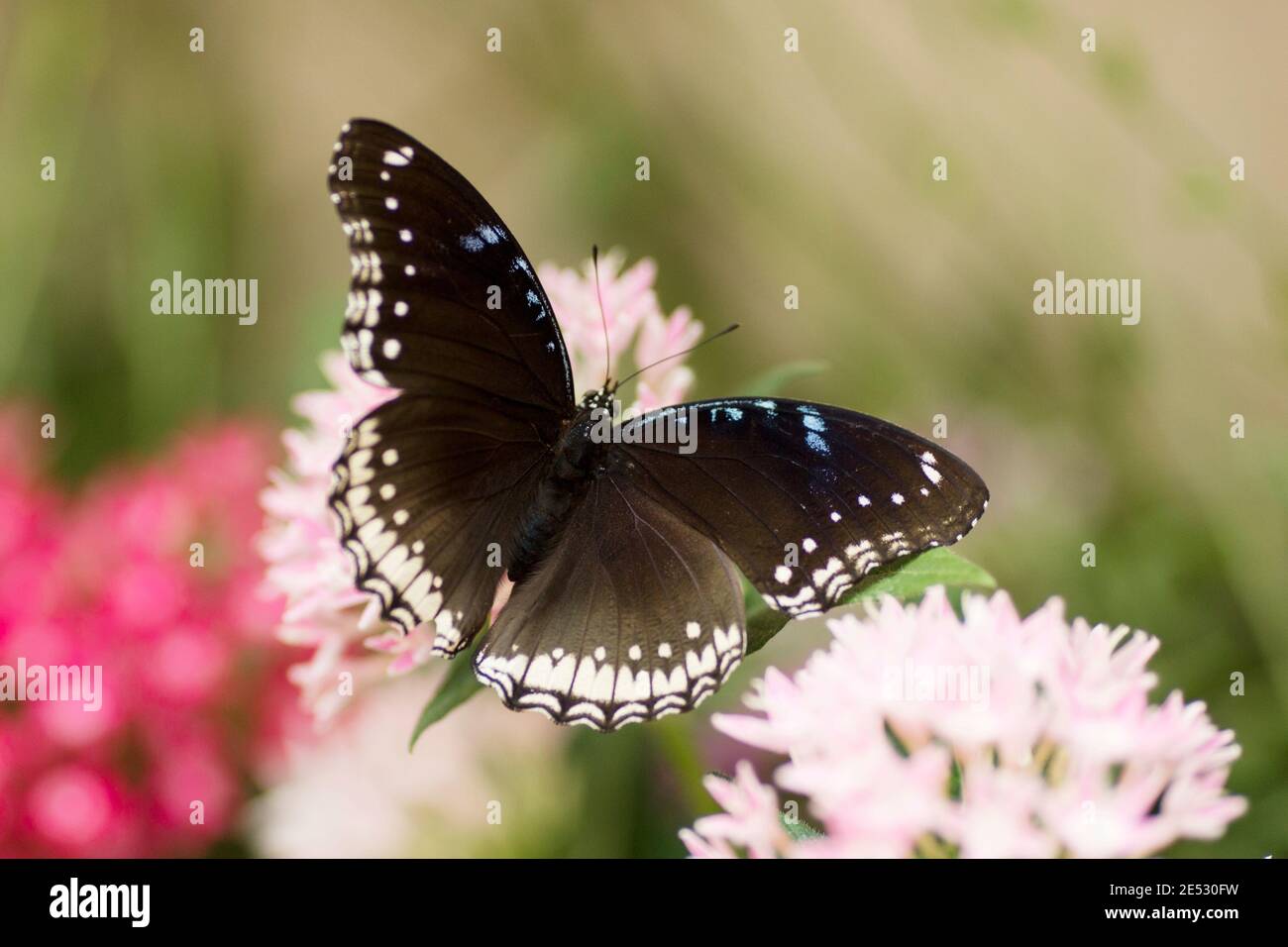 Blue moon butterfly hi-res stock photography and images - Alamy