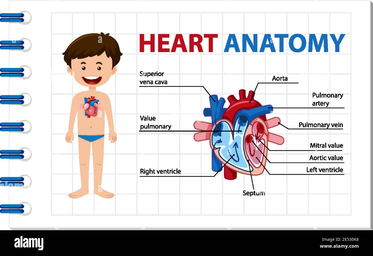 Human Heart Anatomy For Kids