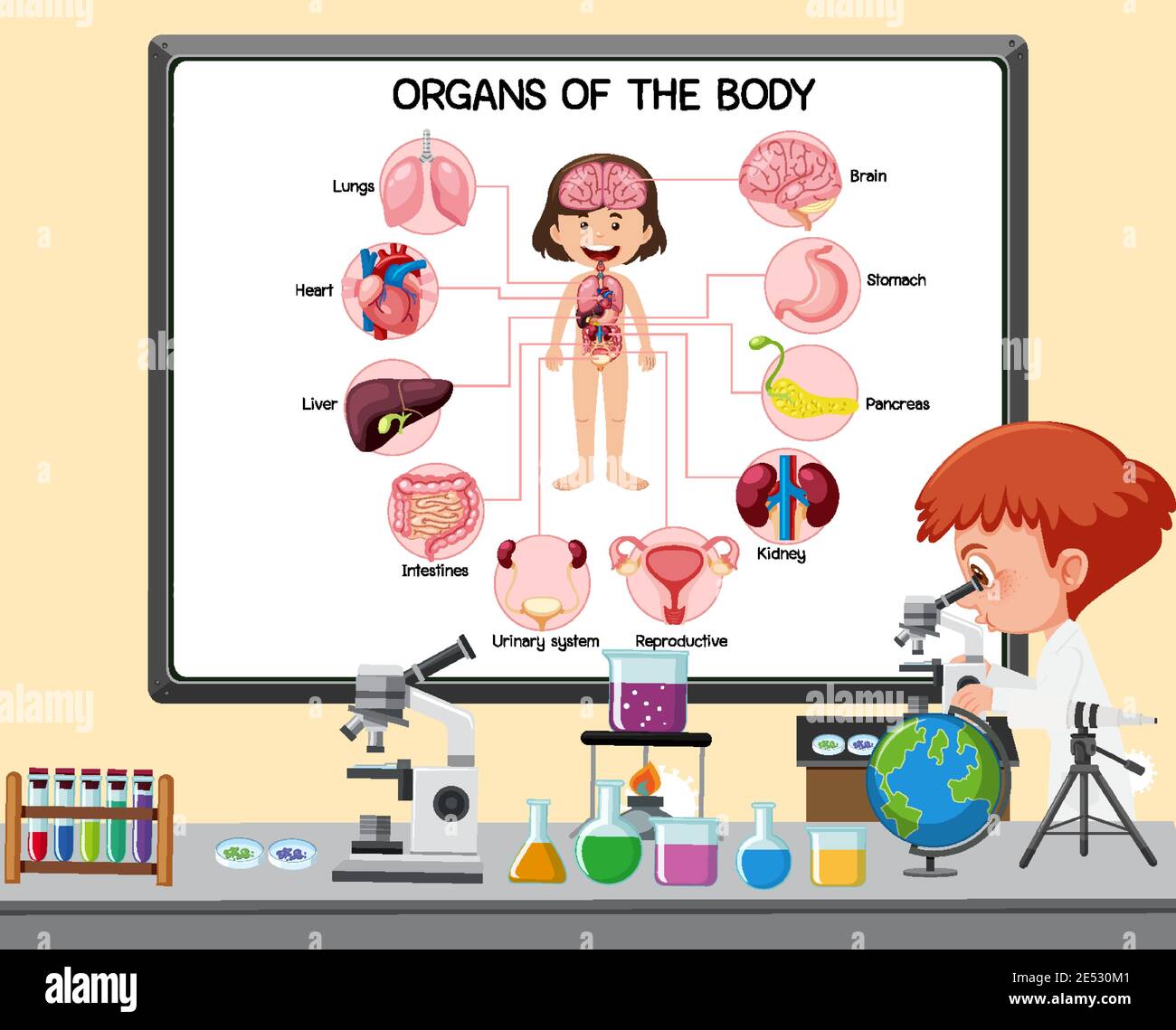 Young scientist explaining organs of the body in front of a board with ...