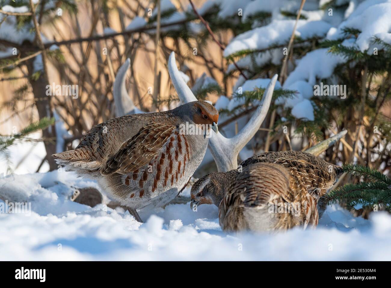 Hungarian Partridge in the winter in North Dakota Stock Photo - Alamy
