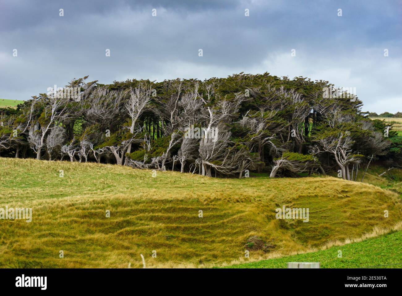 Windswept Trees New Zealand High Resolution Stock Photography and ...