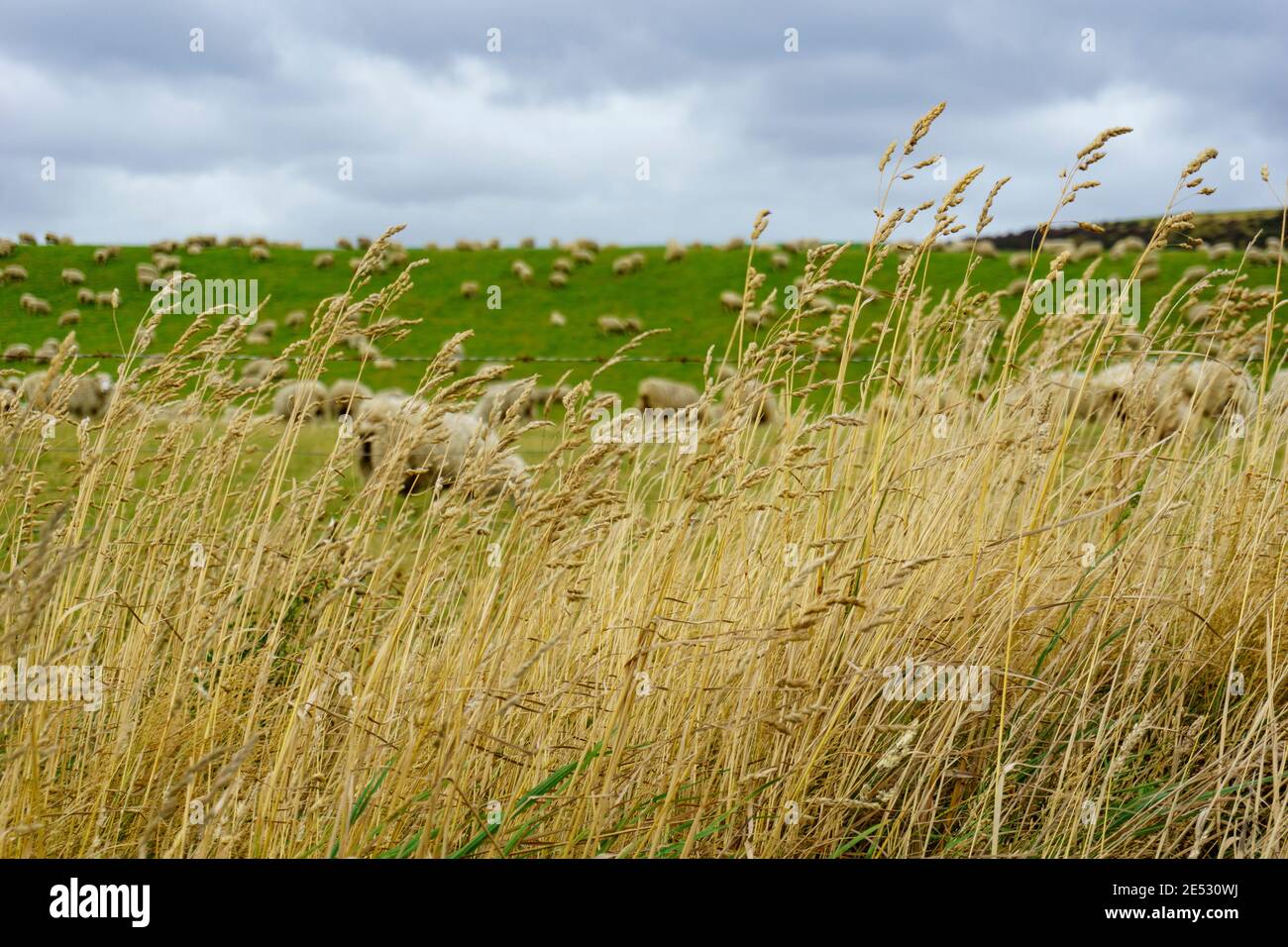 Grazing land new zealand hi-res stock photography and images - Alamy