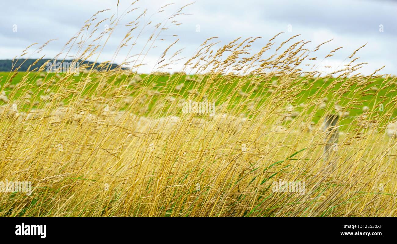 Roadside long golden grass in rural image with defocused flock of sheep ...