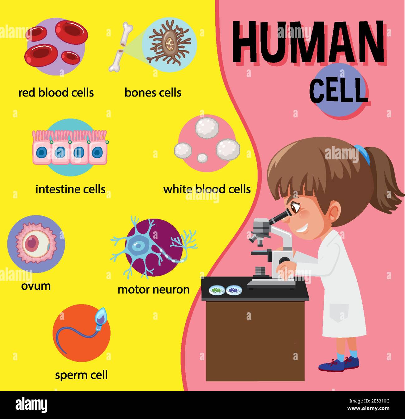 Diagram of human cell for education illustration Stock Vector Image ...