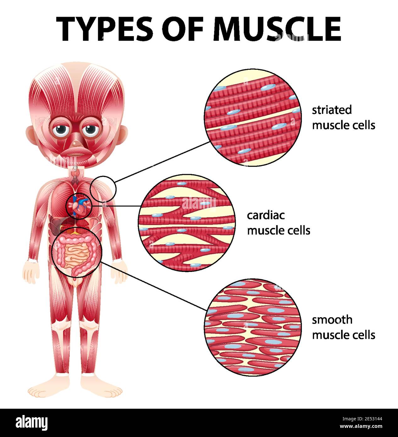 Smooth Cardiac Skeletal Muscle Diagram