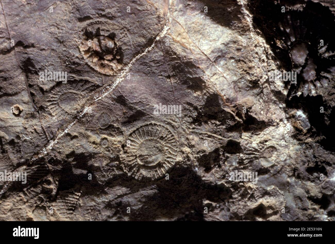FOSSILS (ARCHAEOCYATHIDS, CAMBRIAN, 500 MILLION YEARS AG0, EXTINCT ...