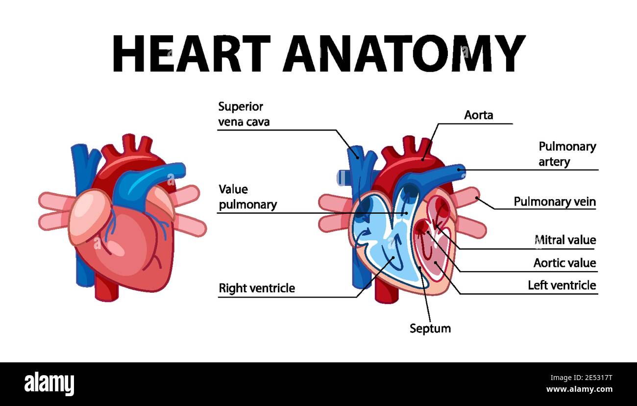 Blood Flow Of The Human Heart Information Infographic Stock Vector