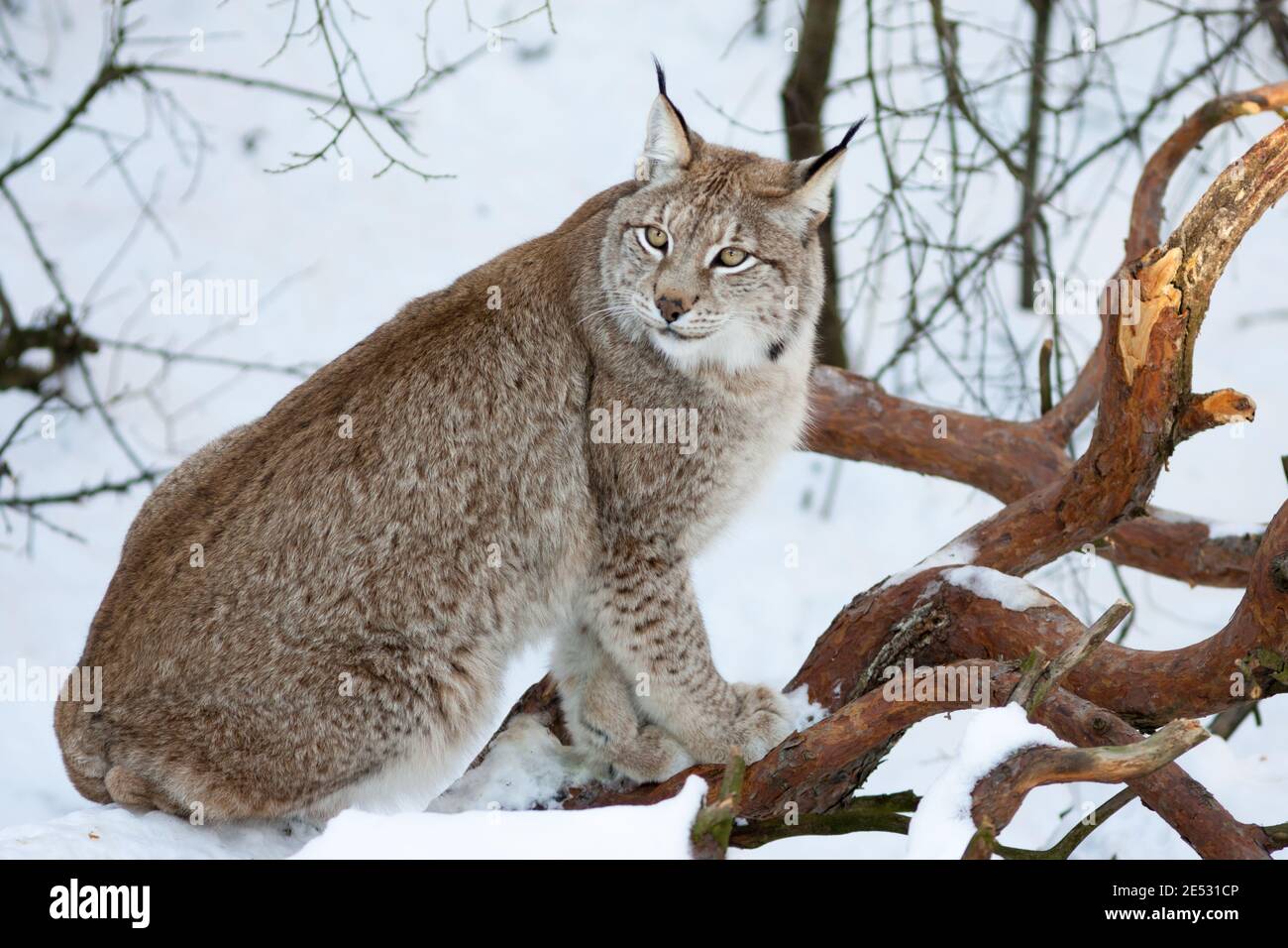 Lodjur hi-res stock photography and images - Alamy