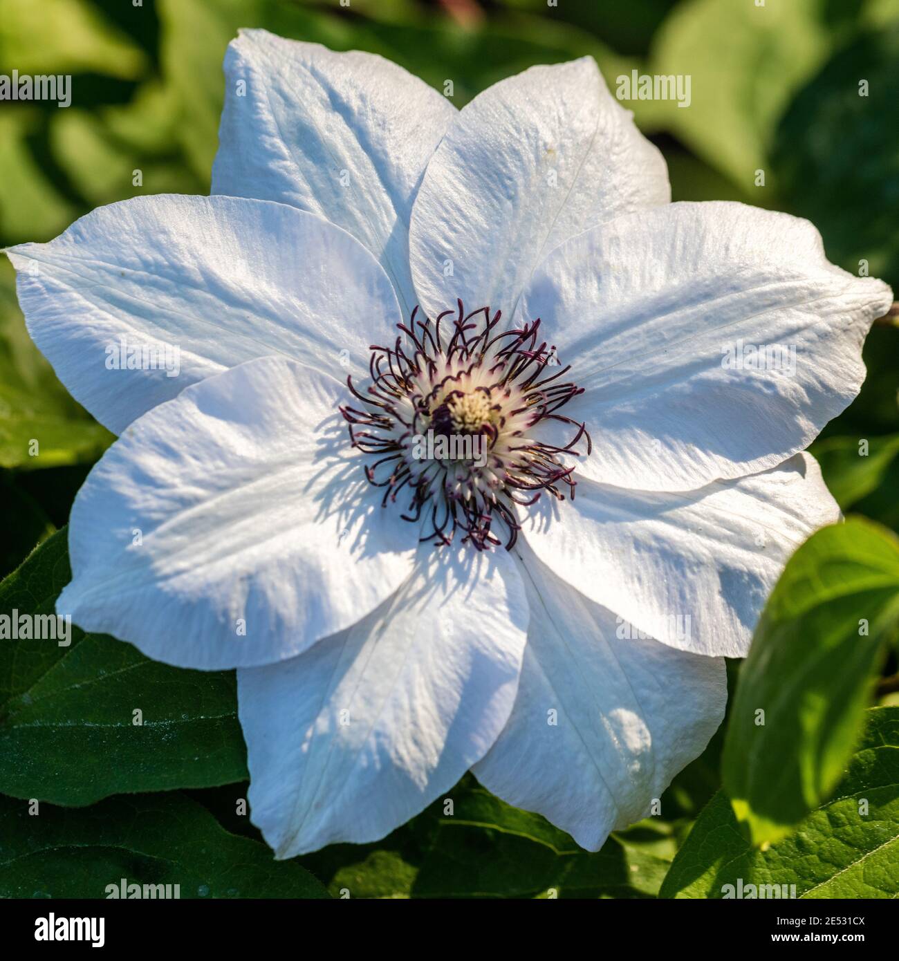 'Miss Bateman' Early Large-flowered group, Klematis (Clematis Stock ...