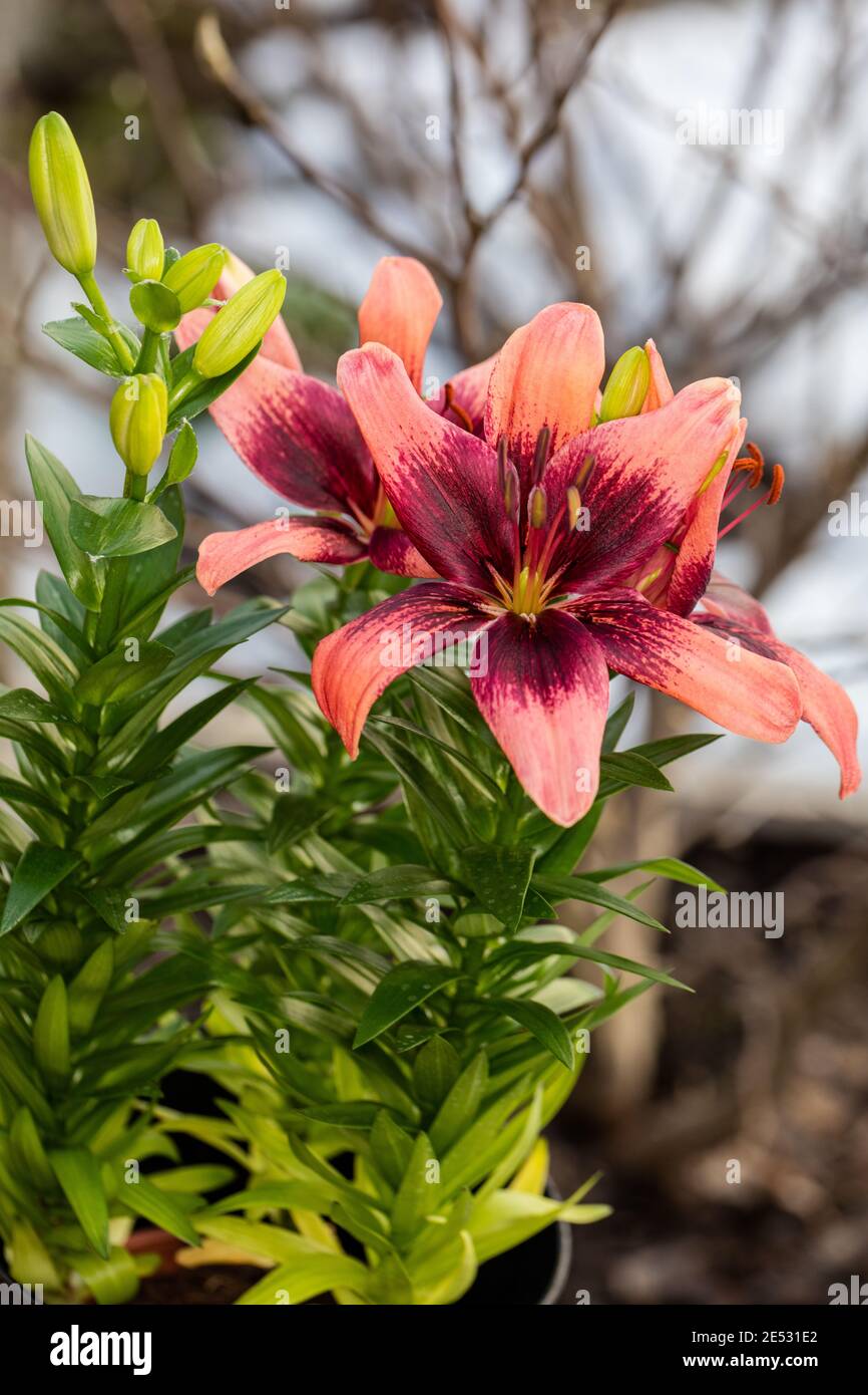 Asiatic Lily, Asiatisk lilja (Lilium asiatica Stock Photo - Alamy