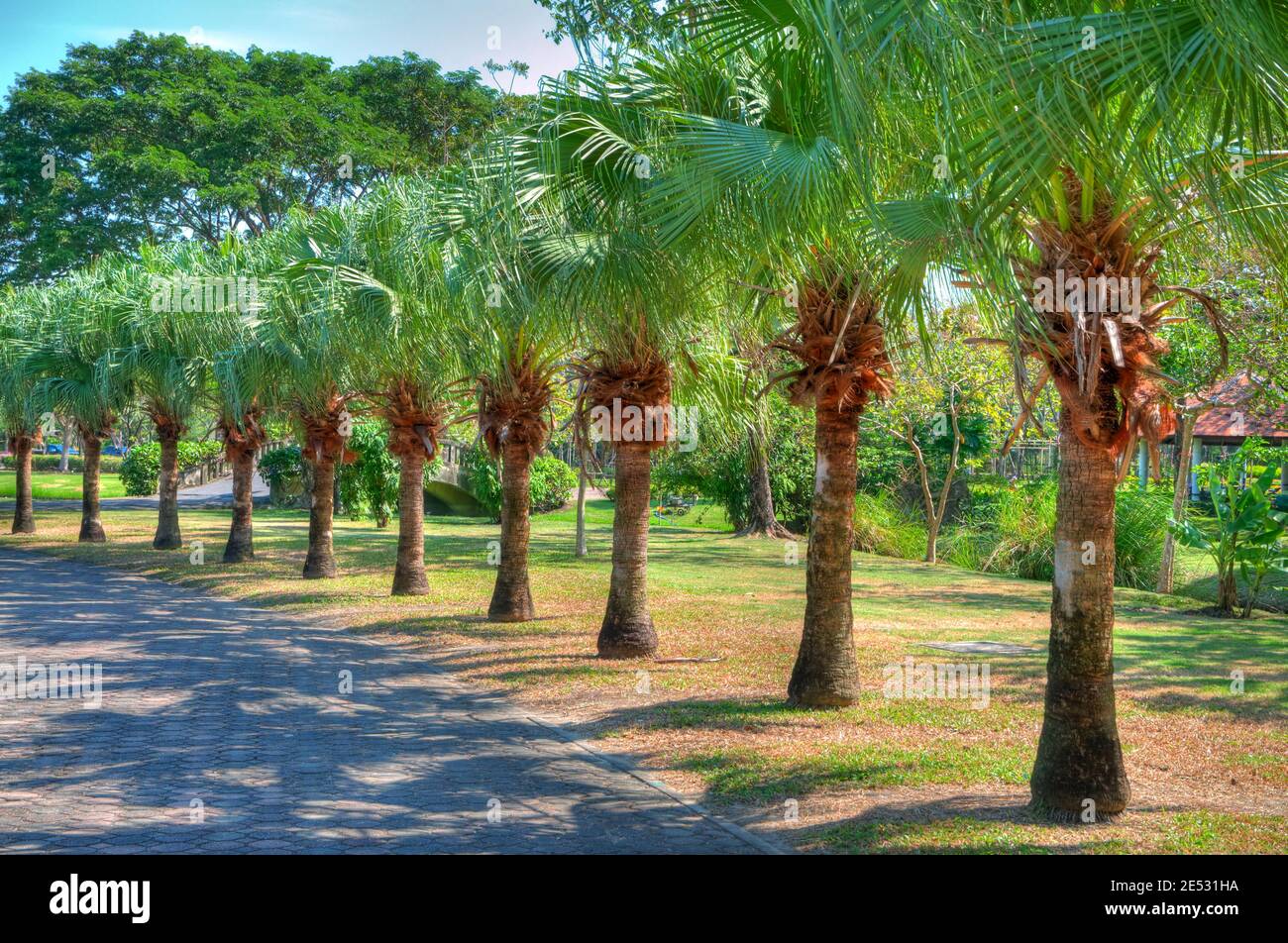 Coconut Trees in Line in a Park (in high dynamic range Stock Photo - Alamy