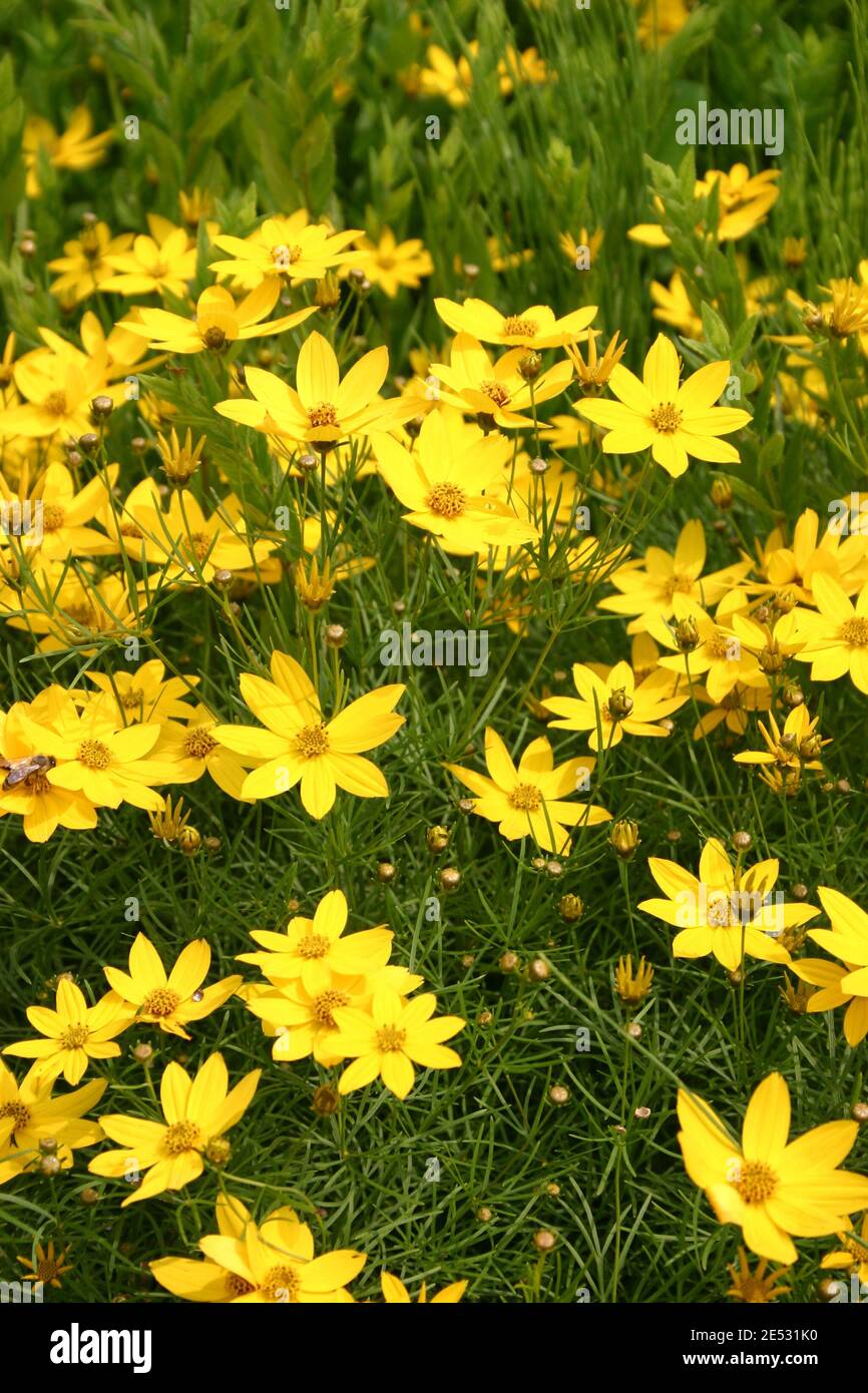 Plants perennials coreopsis yellow hi-res stock photography and images ...