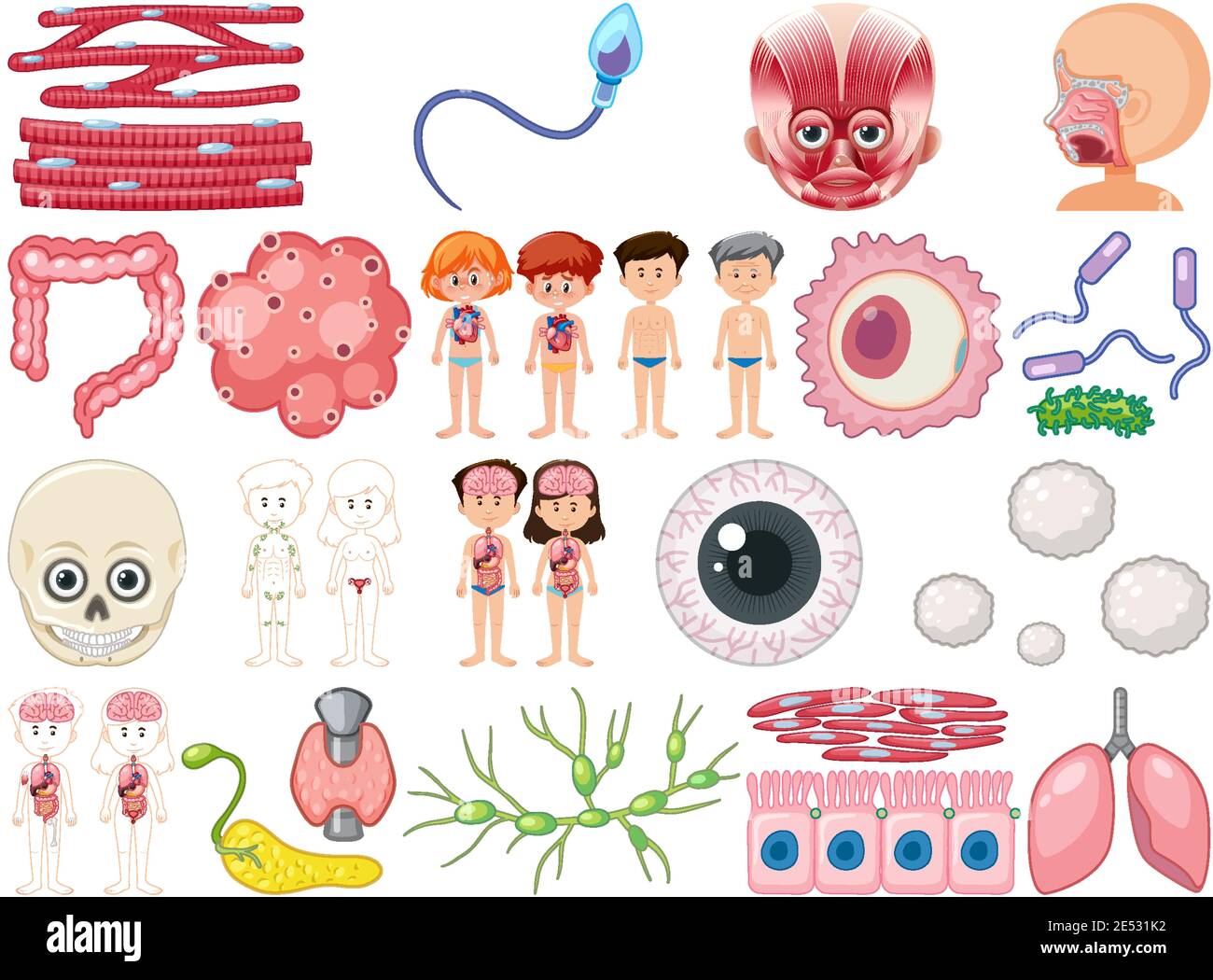 Set of human inner organs isolated on white background illustration ...