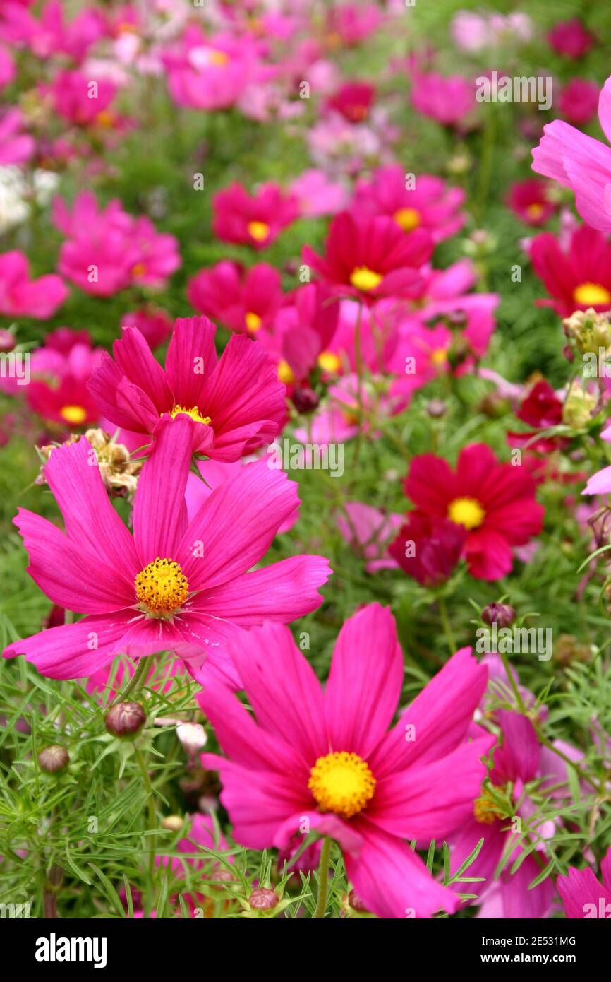 Cosmos plants hi-res stock photography and images - Alamy