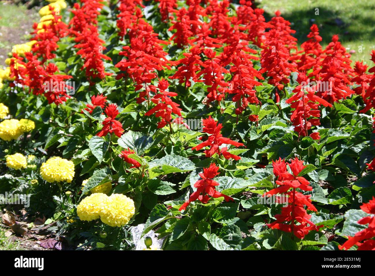 GARDEN BED OF RED SALVIAS AND YELLOW MARIGOLD FLOWERS Stock Photo - Alamy