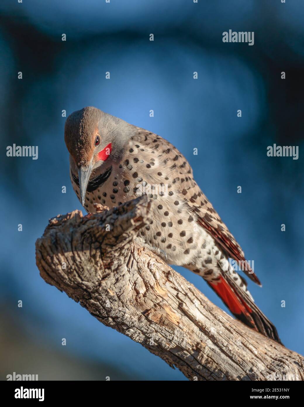 A northern flicker rests on a perch in Wyoming Stock Photo - Alamy